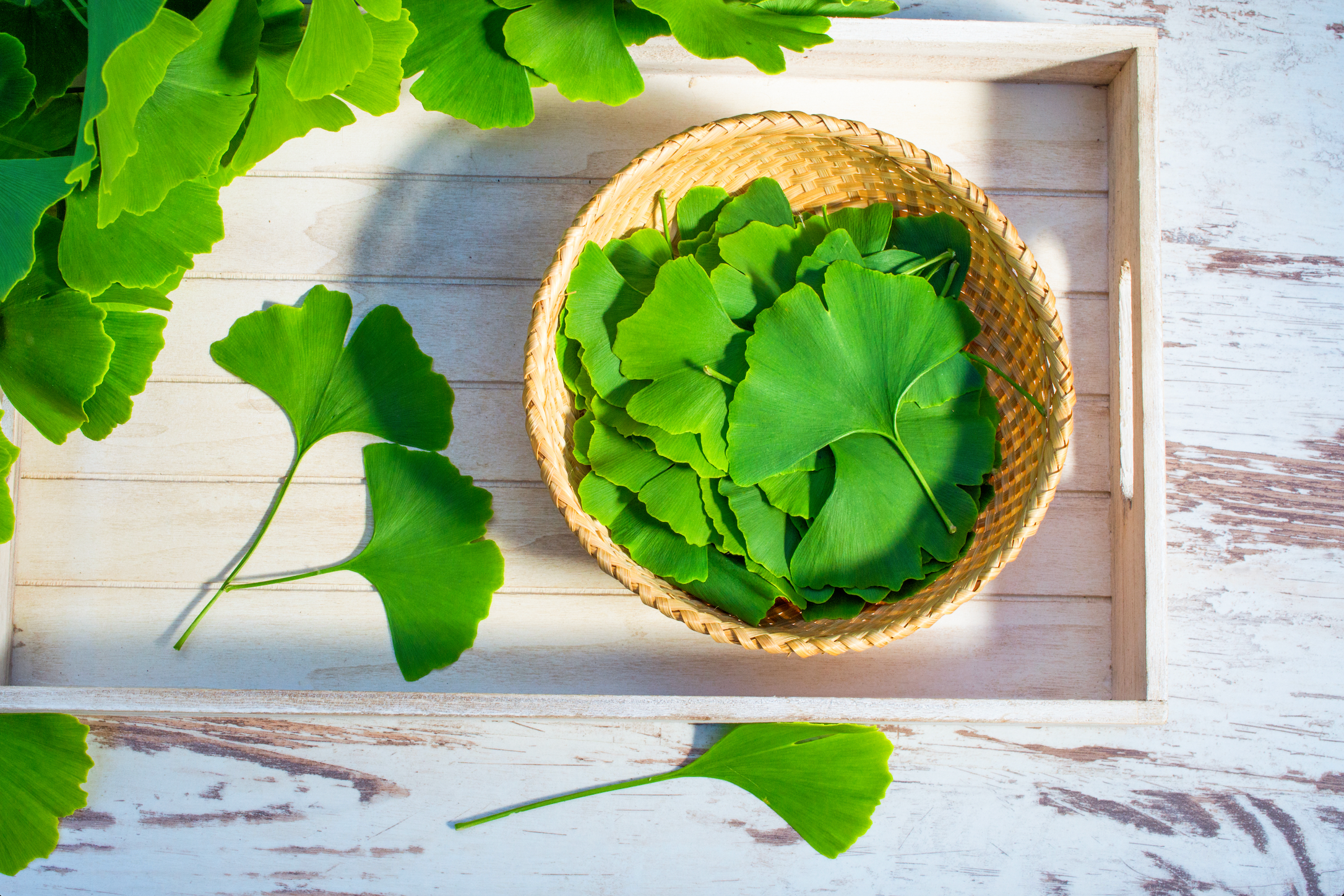 Cerebra: The Benefits of Ginkgo Biloba for Brain Health – Life Sprout ...