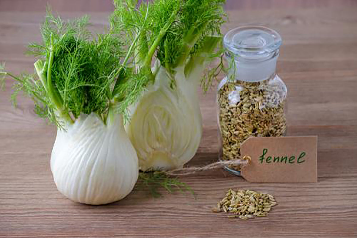 Fact of the Week: Fennel – Life Sprout Bioceuticals™