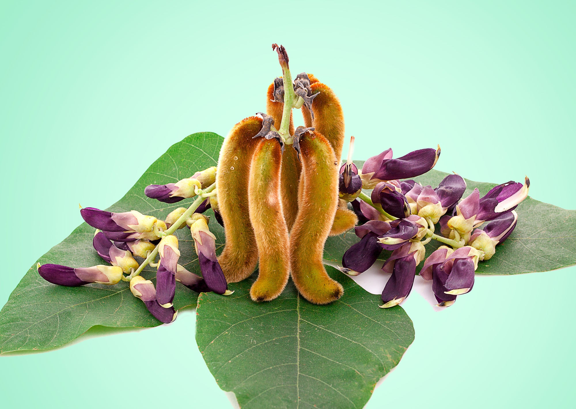 Velvet Bean Wonders: Unlocking Peaceful Sleep Naturally – Life Sprout ...